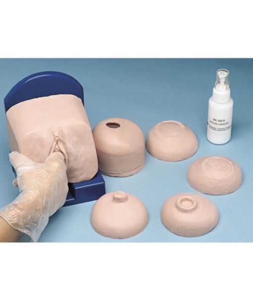 Cervix Examination Training Set | 6 Cervix Models for Birth Simulation ...